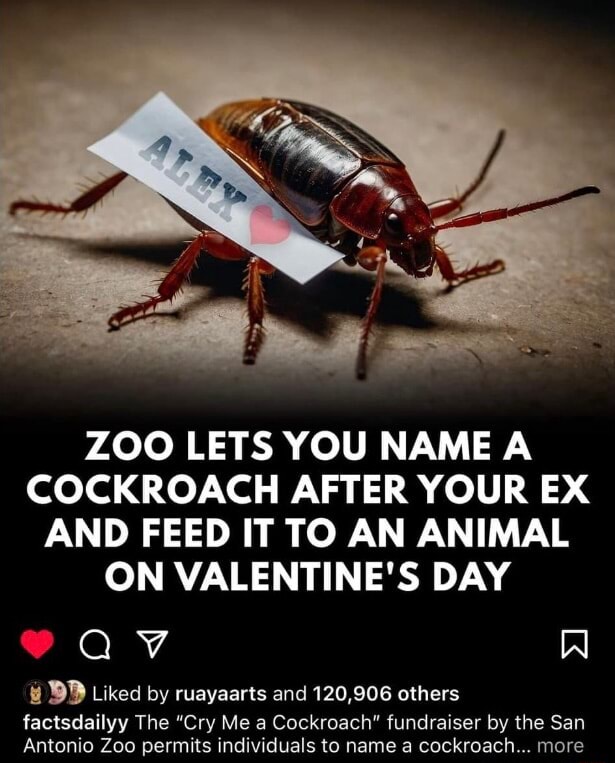 ZOO LETS YOU NAME A COCKROACH AFTER YOUR EX AND FEED IT TO AN ANIMAL ON ...