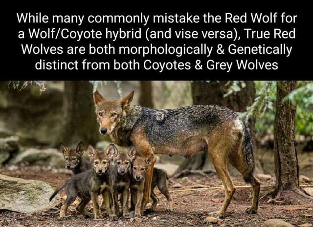 While many commonly mistake the Red Wolf for a hybrid (and vise versa ...