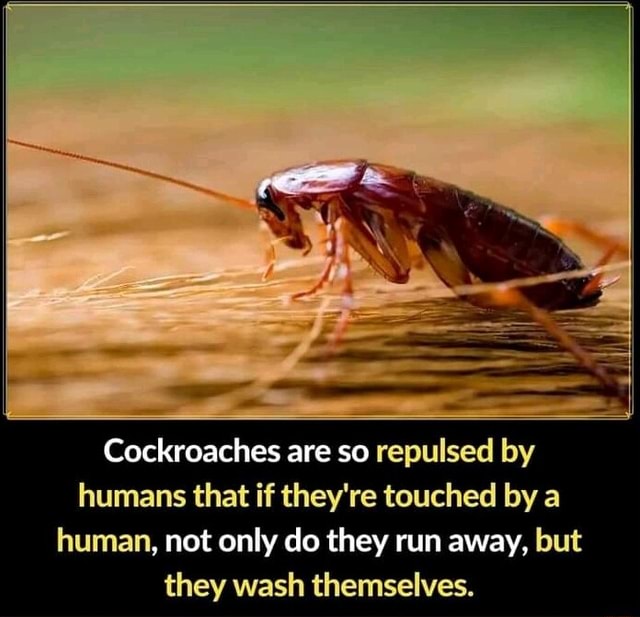 Cockroaches are so repulsed by humans that if they're touched by a ...
