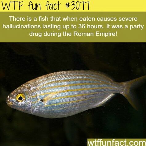Fun fact There is a fish that when eaten causes severe hallucinations ...