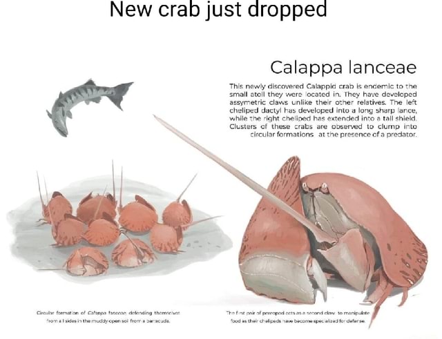 Chreular forrnat: from New crab just dropped Calappa fancene, dofending ...