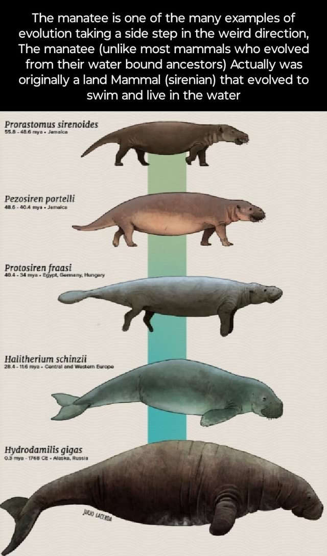 The manatee is one of the many examples of evolution taking a side step ...