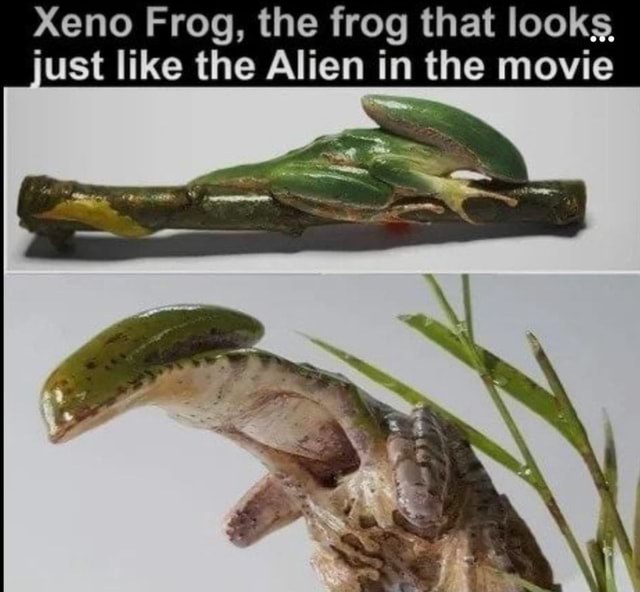 Xeno Frog, the frog that looks just like the Alien in the movie ...