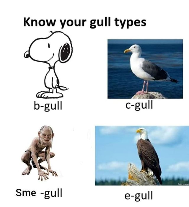 Know your gull types -gull Sme -gull - America’s best pics and videos