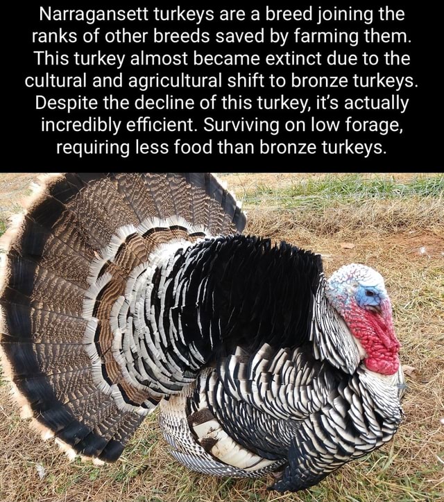 Narragansett turkeys are a breed joining the ranks of other breeds ...