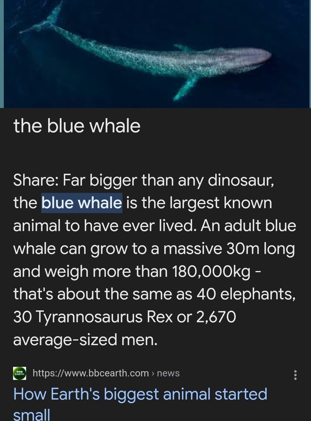 The blue whale Share: Far bigger than any dinosaur, the blue whale is ...