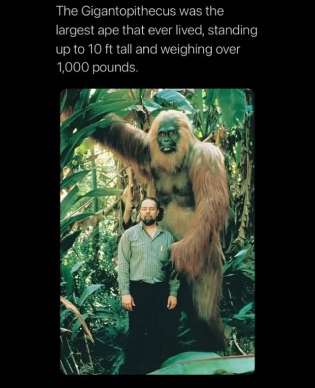 The Gigantopithecus was the largest ape that ever lived, standing up to ...
