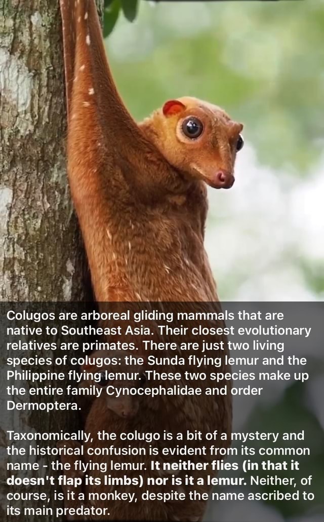 Colugos are arboreal gliding mammals that are native to Southeast Asia ...