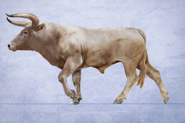 Kine is an archaic plural of cow, from the Old English cy, plural of cu ...