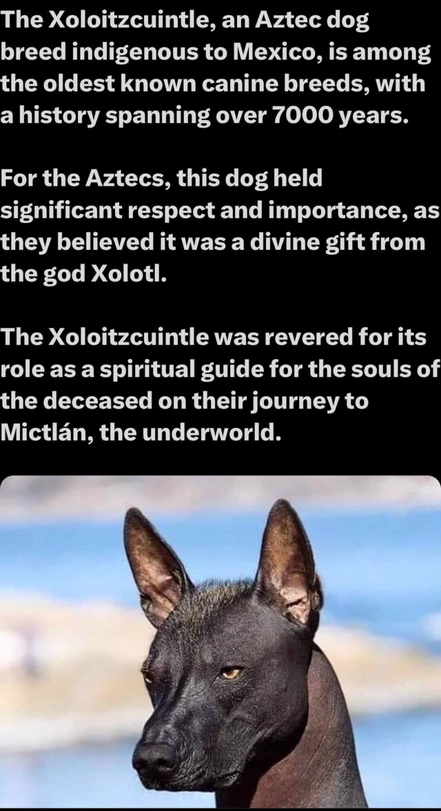 The Xoloitzcuintle, an Aztec dog breed indigenous to Mexico, is among ...