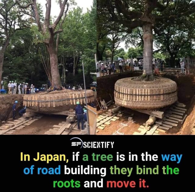 ==)SCIENTIFY In Japan, if a tree is in the way of road building they ...