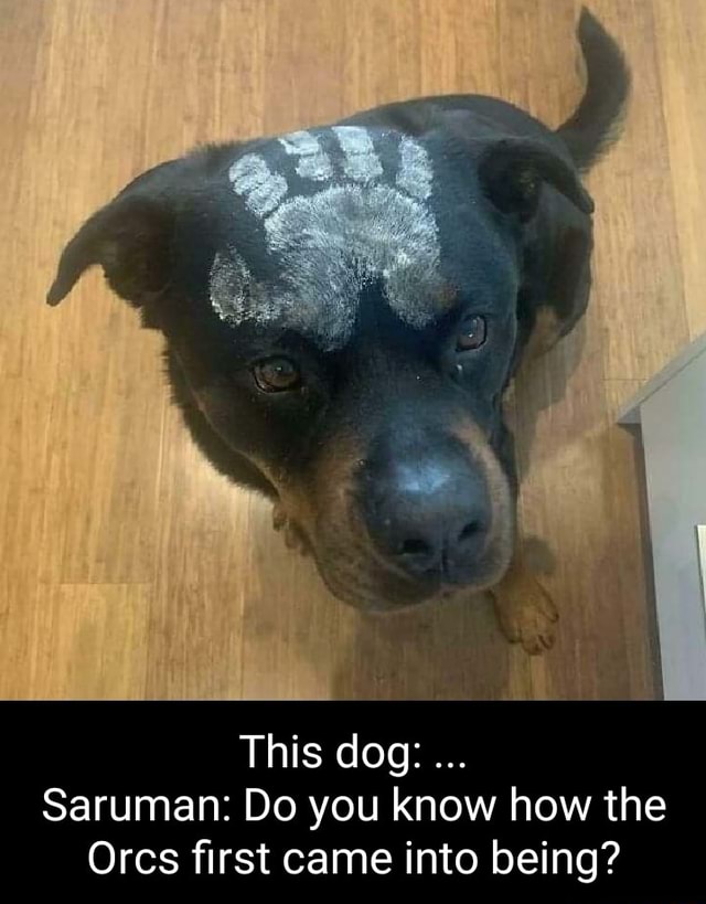 This dog: Saruman: Do you know how the Orcs first came into being? - iFunny