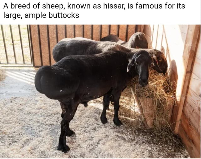 A breed of sheep, known as hissar, is famous for its large, ample ...