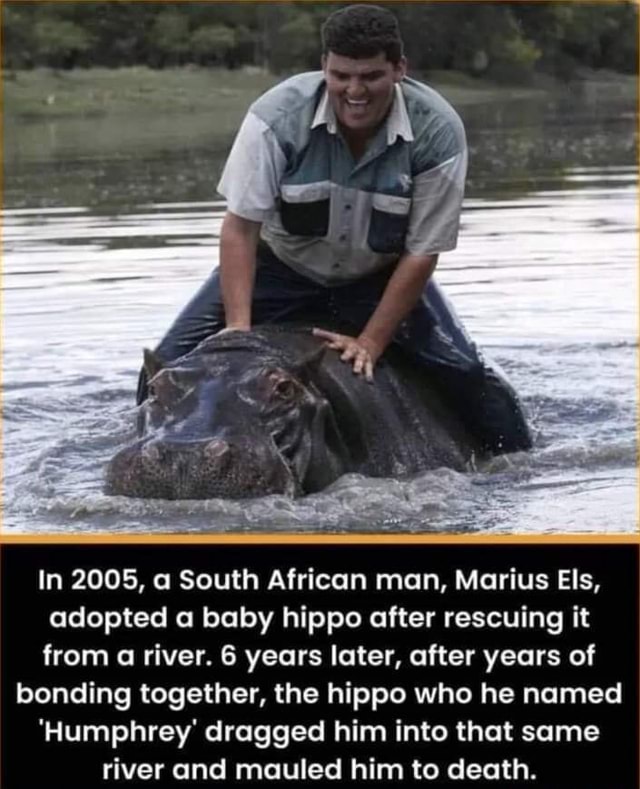 In 2005, South African man, Marius Els, adopted a baby hippo after ...