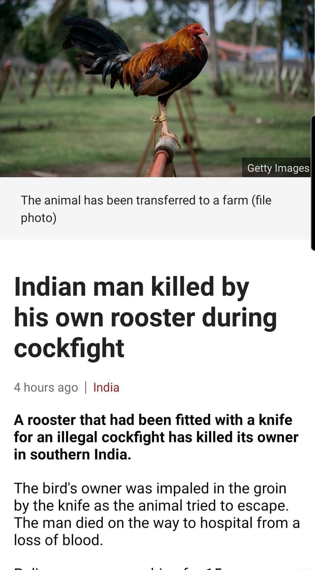 Getty Images The animal has been transferred to a farm (file photo ...