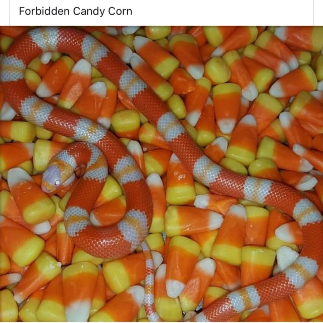 Forbidden Candy Corn - iFunny