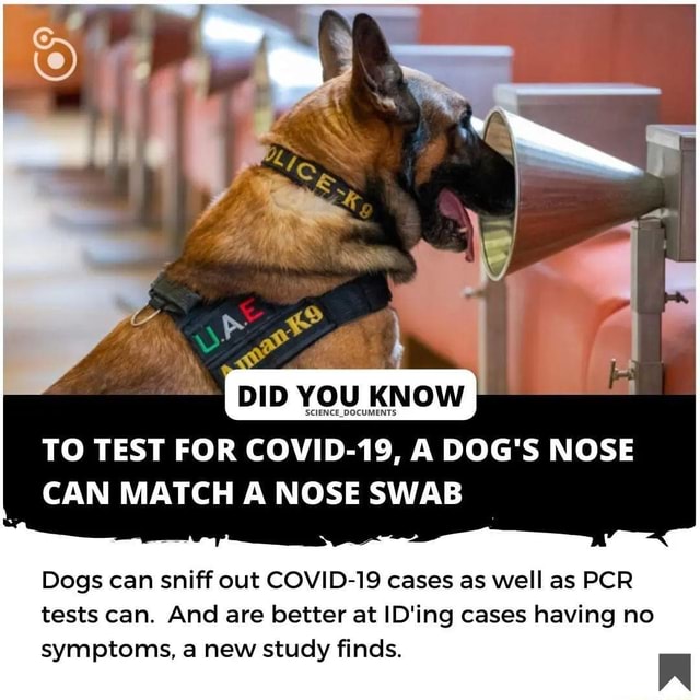 DID YOU KNOW TO TEST FOR COVID-19, A DOG'S NOSE CAN MATCH A NOSE SWAB ...