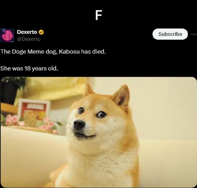 The Doge Meme dog, Kabosu has died. She was 18 years old. - iFunny