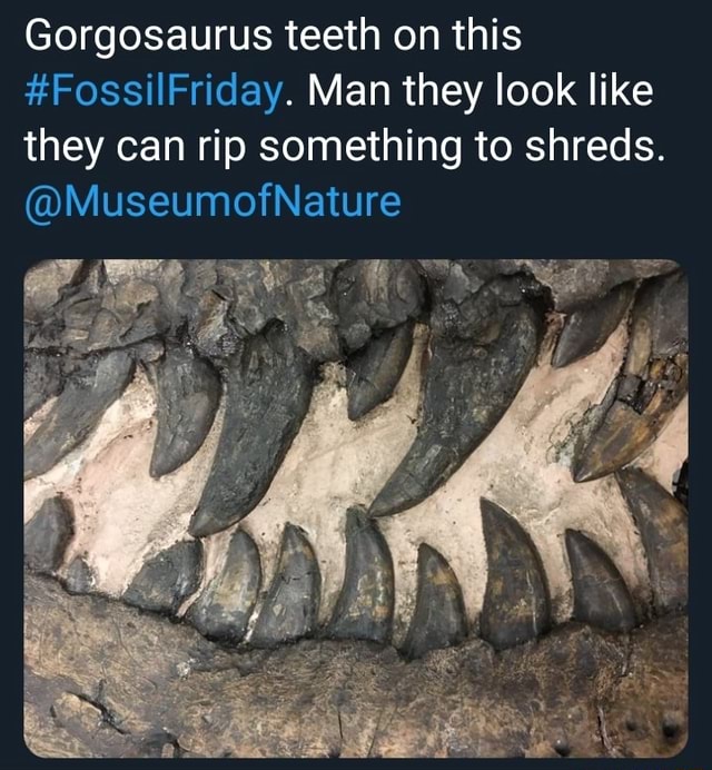 Gorgosaurus teeth on this #FossilFriday. Man they look like they can ...