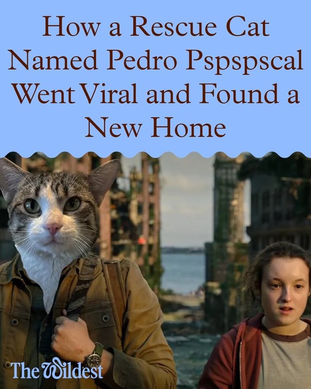 Pedro Pspspscal, not to be confused with the human actor, is a cat ...