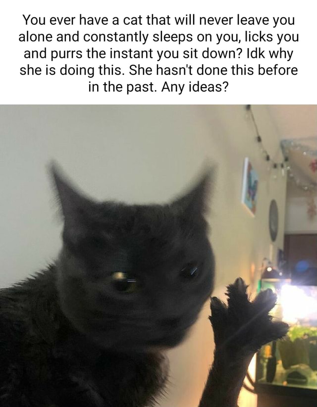 You ever have a cat that will never leave you alone and constantly ...
