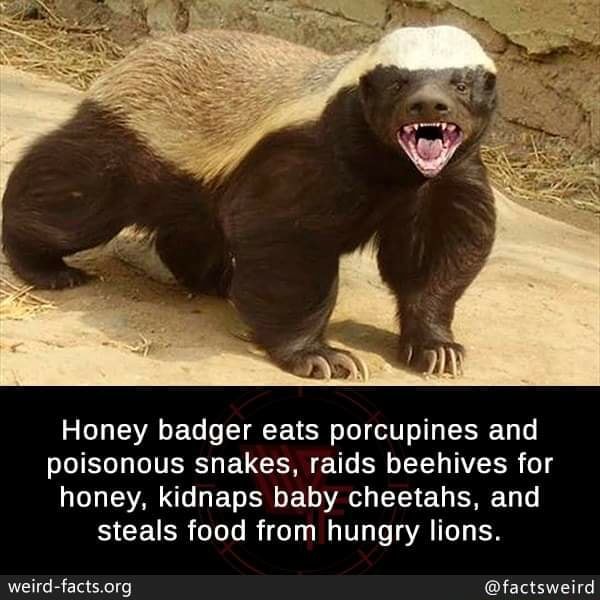 Honey badger eats porcupines and poisonous snakes, raids beehives for ...