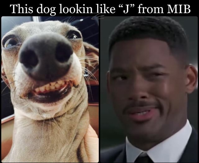 This dog lookin like “J ” from MIB - iFunny