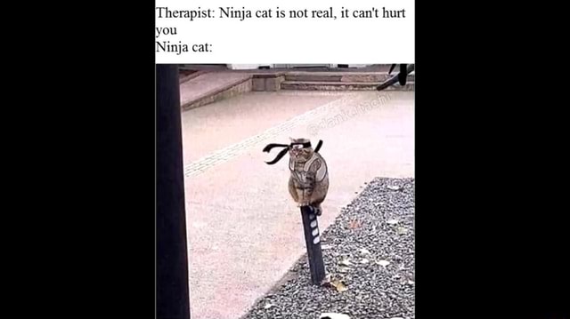 Therapist: Ninja cat is not real, it can't hurt - iFunny