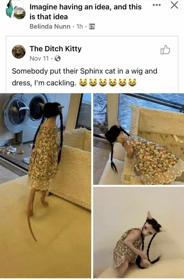 Fm, I Imagine having an idea, and this is that idea Belinda Nunn ...