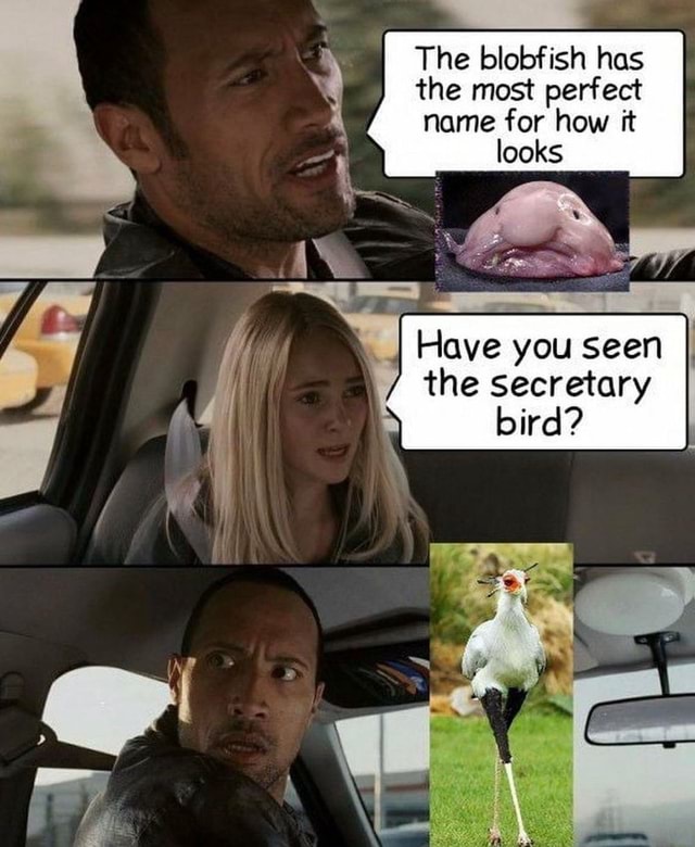 Have you seen The blobfish has the most perfect name for how it looks ...