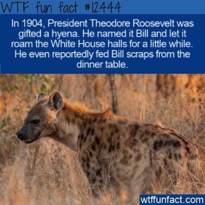 In 1904, President Theodore Roosevelt was gifted a hyena. He named it ...