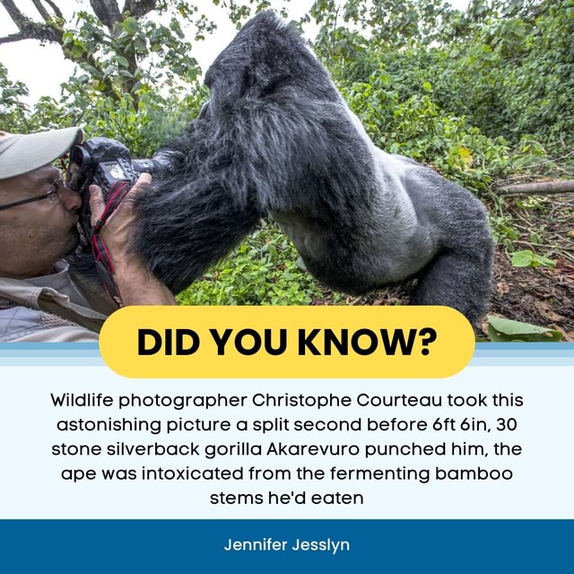 DID YOU KNOW? Wildlife photographer Christophe Courteau took this ...
