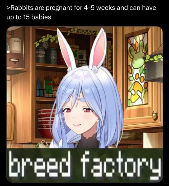 >Rabbits are pregnant for 4-5 weeks and can have up to 15 babies I ...