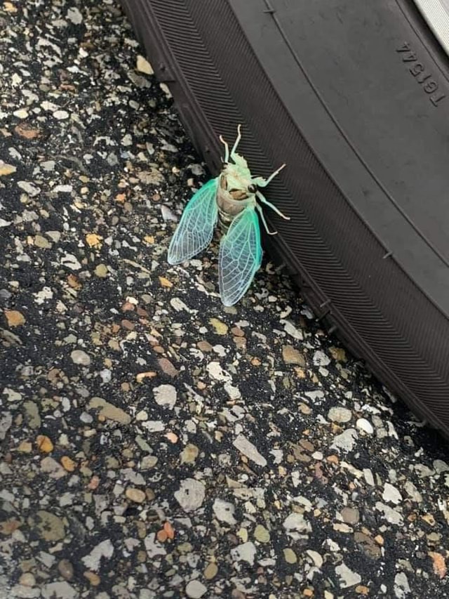 Freshly molted cicada - America’s best pics and videos