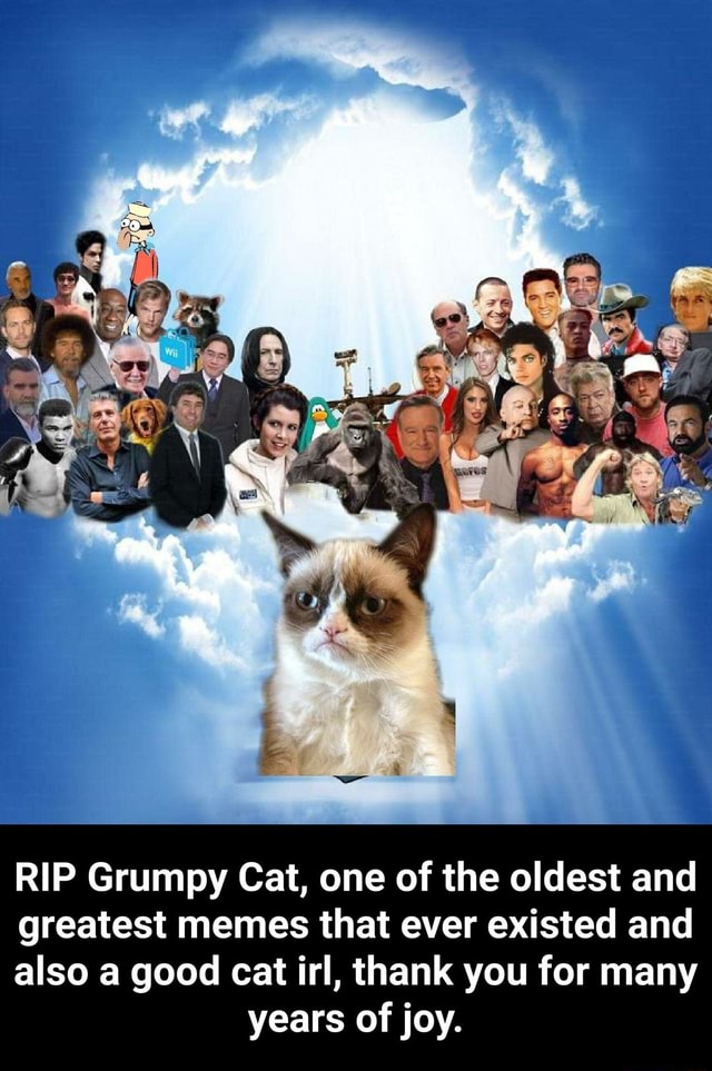 RIP Grumpy Cat, one of the oldest and greatest memes that ever existed ...