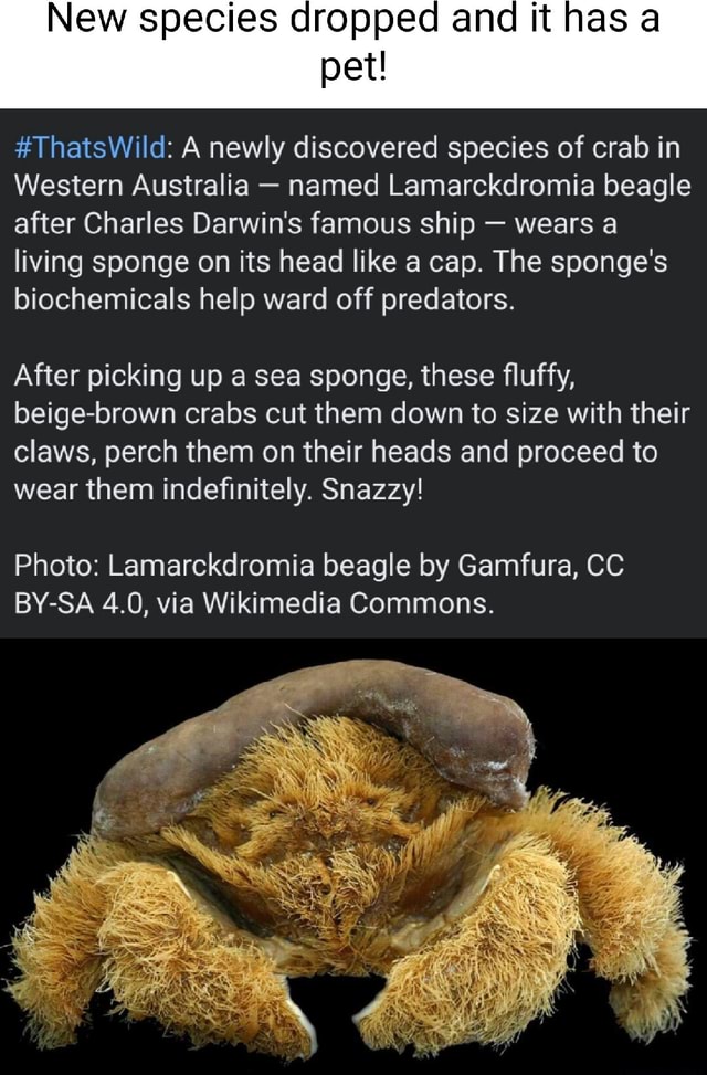 New species dropped and it has a pet! #ThatsWild: A newly discovered ...