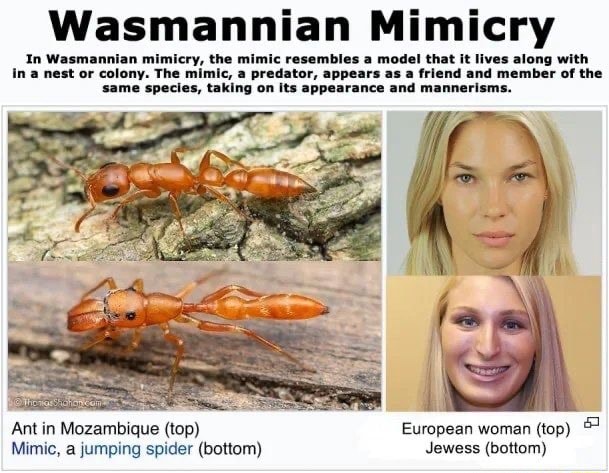 Wasmannian Mimicry In Wasmannian mimicry, the mimic resembles a model ...