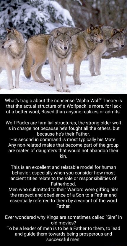 What's tragic about the nonsense "Alpha Wolf" Theory is that the actual ...