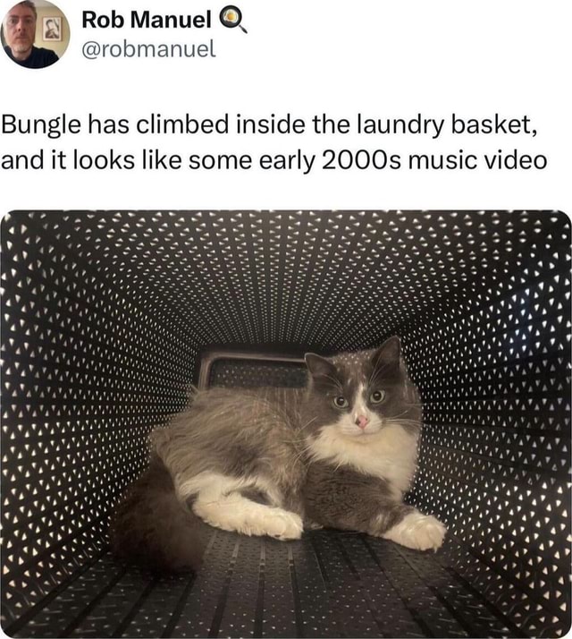 Bungle has climbed inside the laundry basket, and it looks like some ...