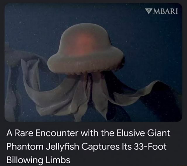 A Rare Encounter with the Elusive Giant Phantom Jellyfish Captures Its ...