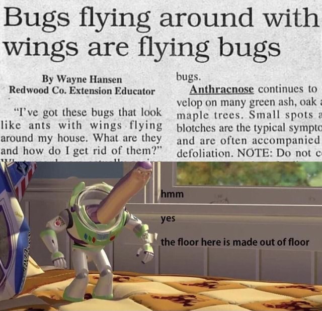 Bugs flying around with wings are flying bugs By Wayne Hansen bugs ...