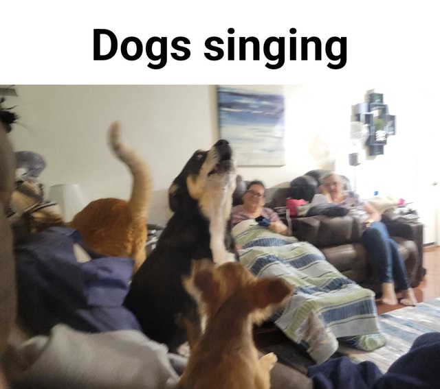 Dogs singing - America’s best pics and videos