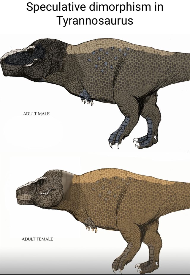 Speculative dimorphism in Tyrannosaurus ADULT MALE ADULT FEMALE - iFunny