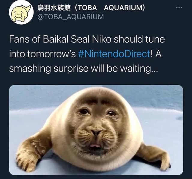 (TOBA AQUARIUM) @TOBA_AQUARIUM Fans of Baikal Seal Niko should tune ...