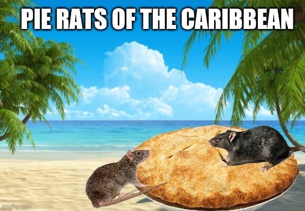 PIE RATS OF THE CARIBBEAN - iFunny
