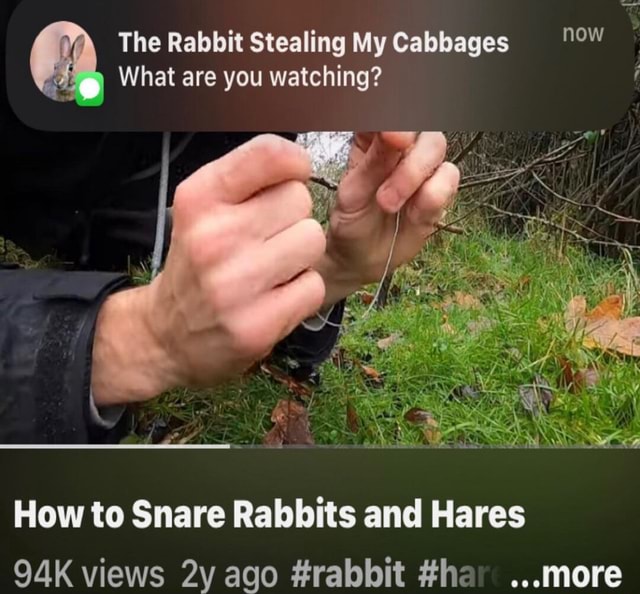 The Rabbit Stealing My Cabbages What are you watching? How to Snare ...