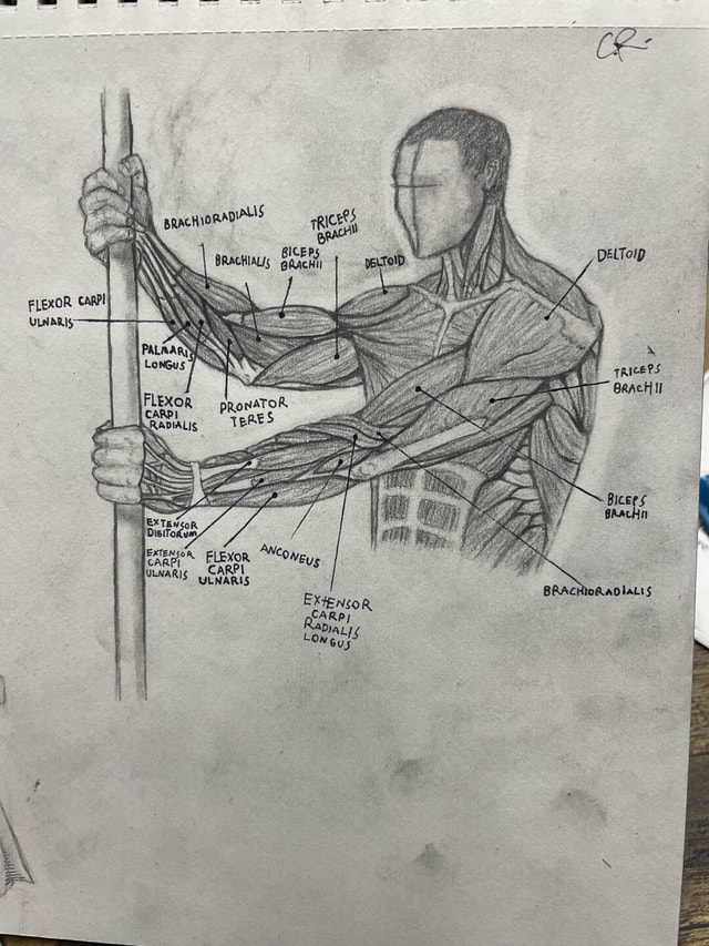 FLEXOR CAR TERES ais , CARPI VLNARIS ExtensoR - iFunny