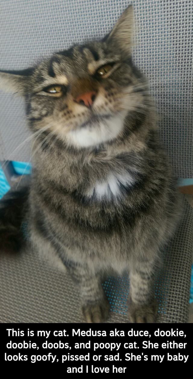 This is my cat. Medusa aka duce, dookie, doobie, doobs, and poopy cat ...