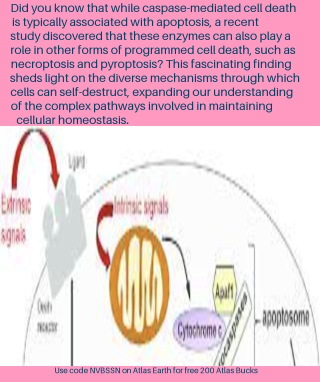 Did you know that while caspase-mediated cell death is typically ...