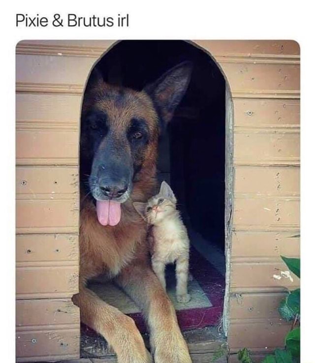 Pixie & Brutus irl - iFunny